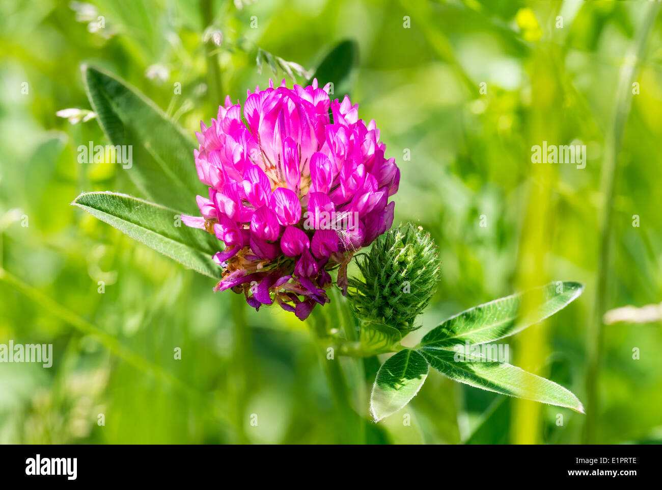 Violet clover hi-res stock photography and images - Alamy