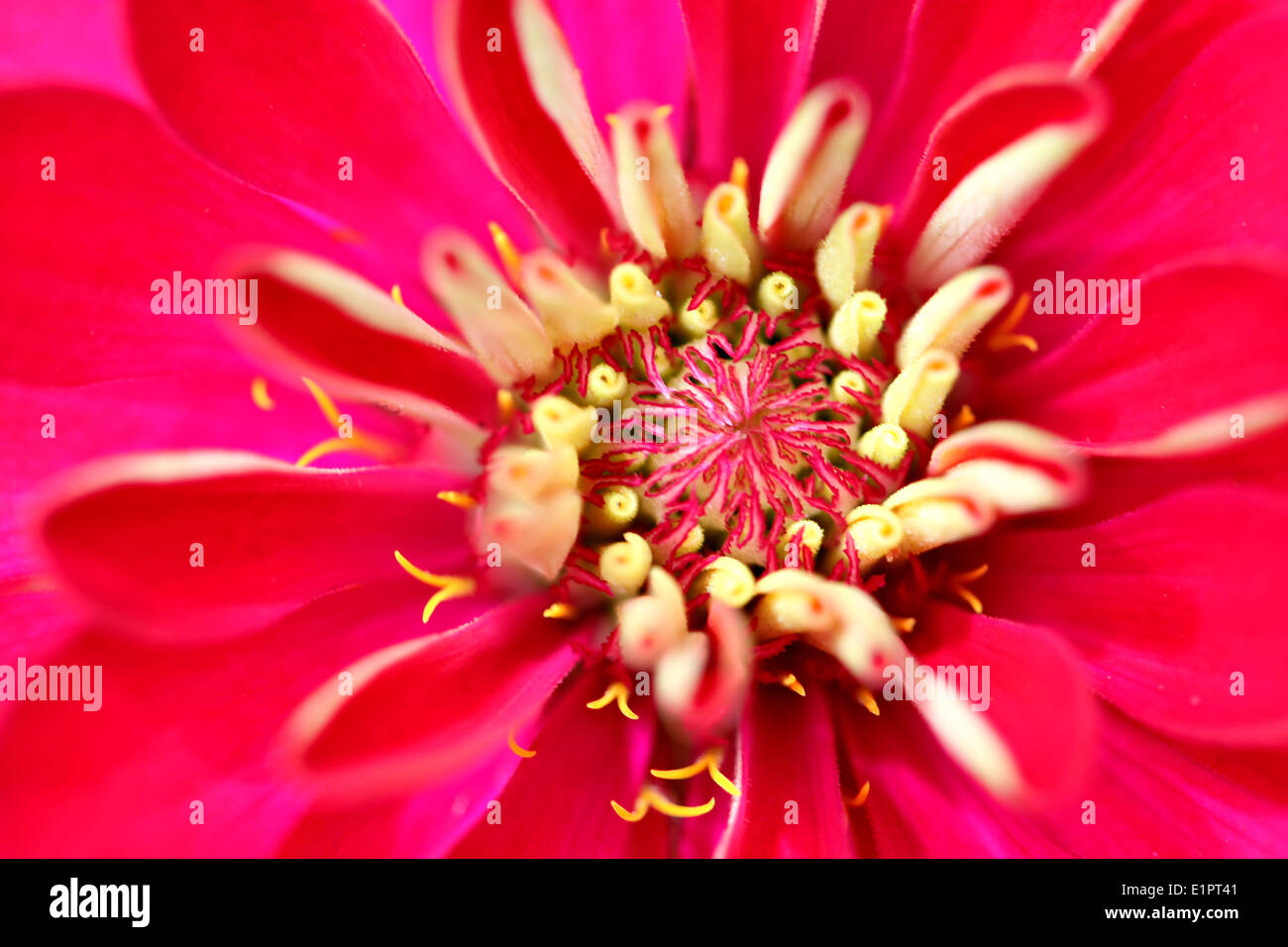 red flowers in the garden for natural background Stock Photo - Alamy