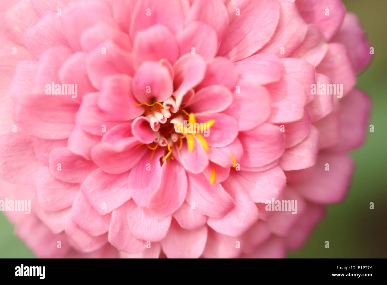 Pink flowers in the garden for natural background Stock Photo - Alamy