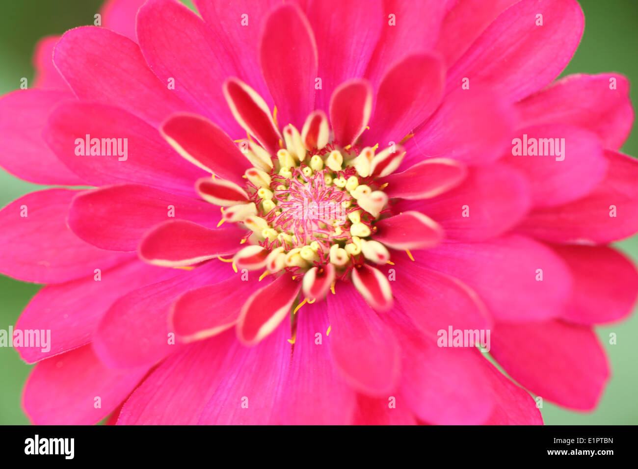 Red flowers in red hi-res stock photography and images - Alamy