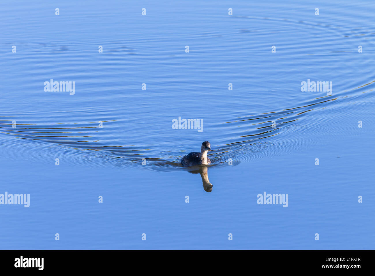 Bird in water lakes wetland habitat hunting fish or food in wilderness ...