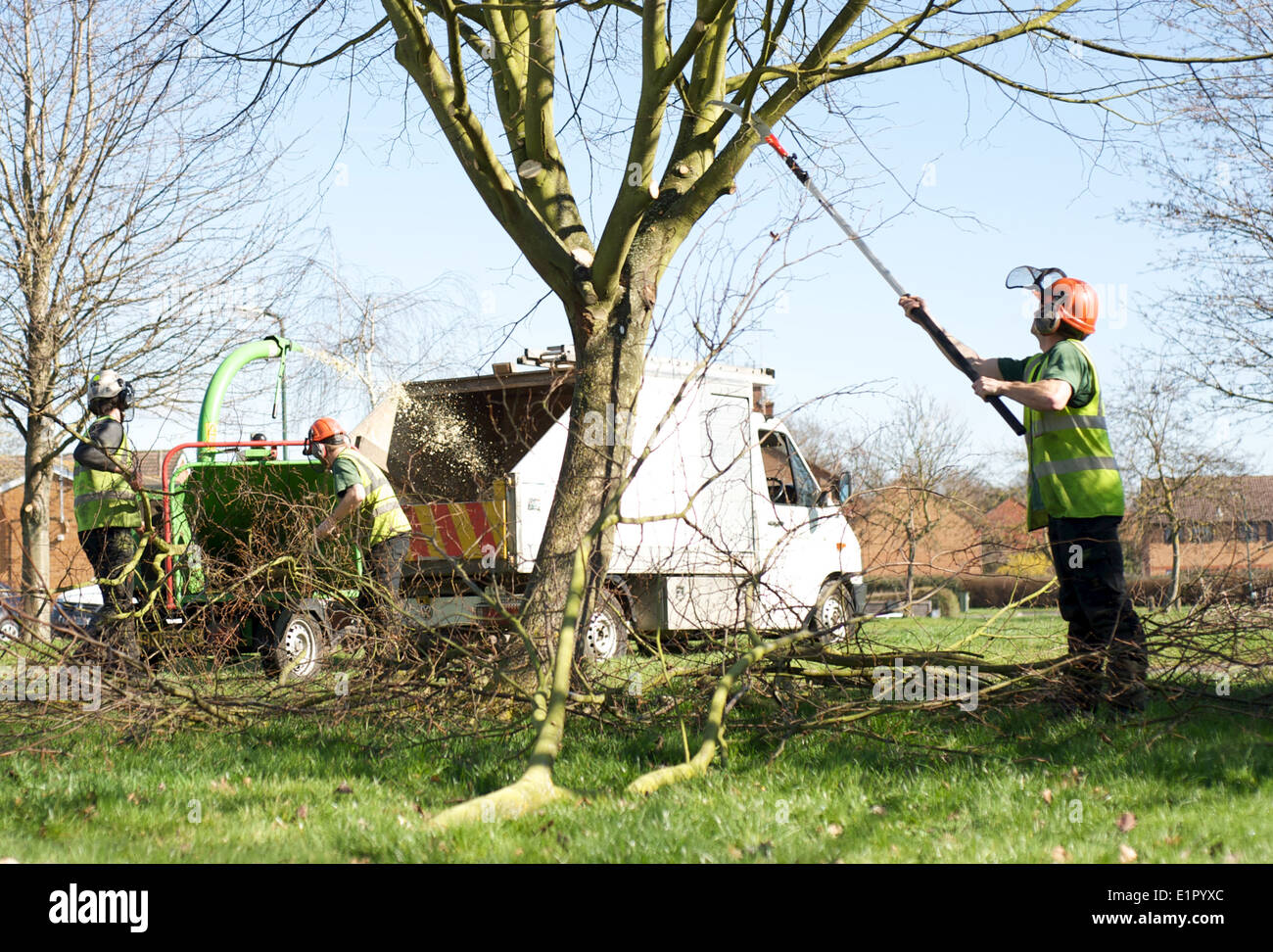 Forestry workers trimming lopping trees in Warwickshire england Stock ...