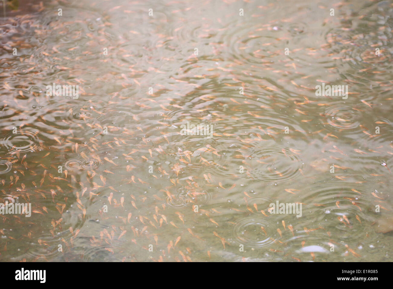 Group of snake head fish in the water Stock Photo - Alamy