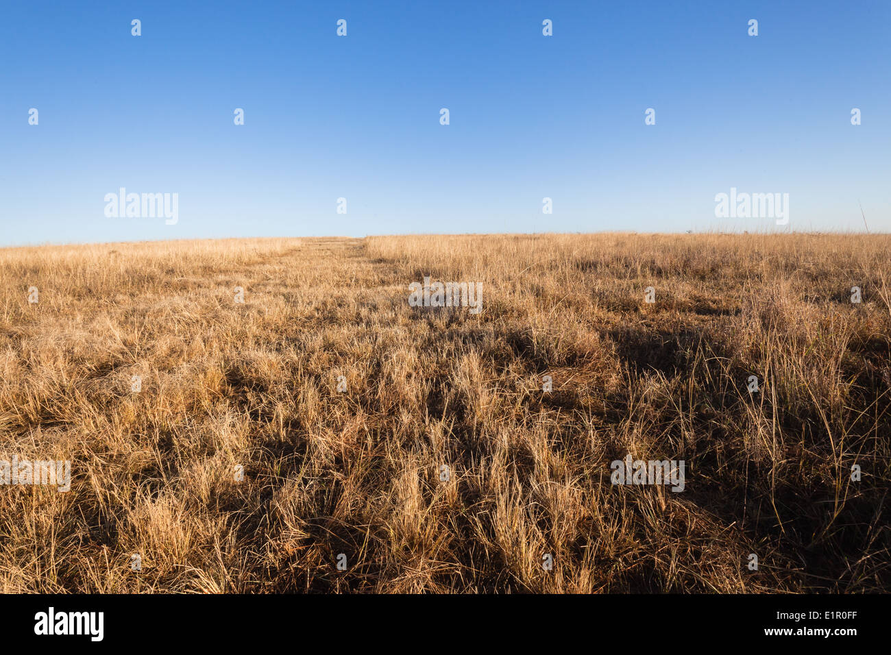 Dry winter grass hi-res stock photography and images - Alamy