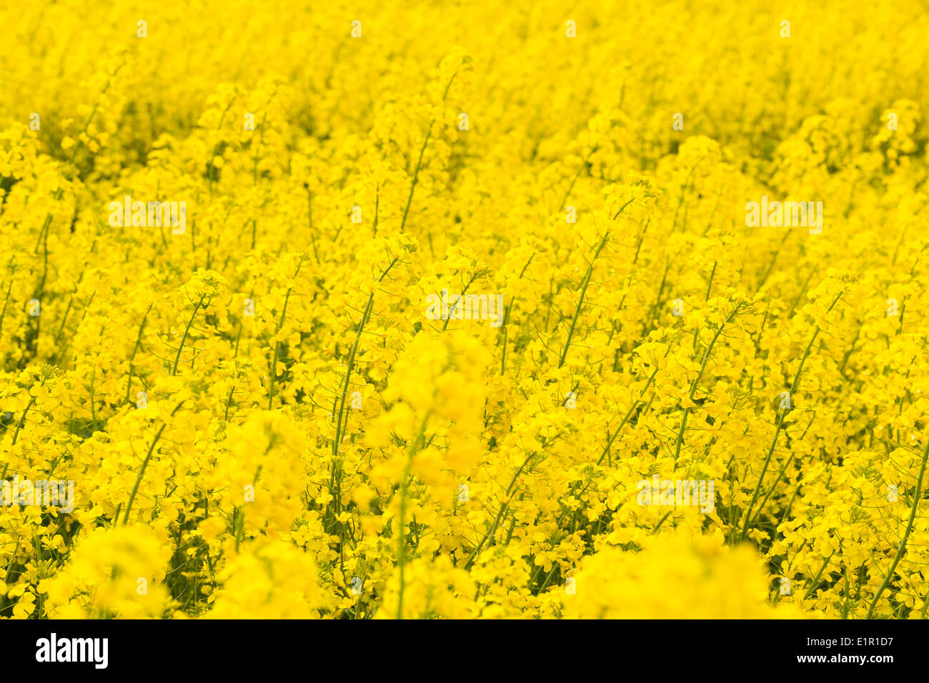 Yellow rapeseed field as background Stock Photo - Alamy