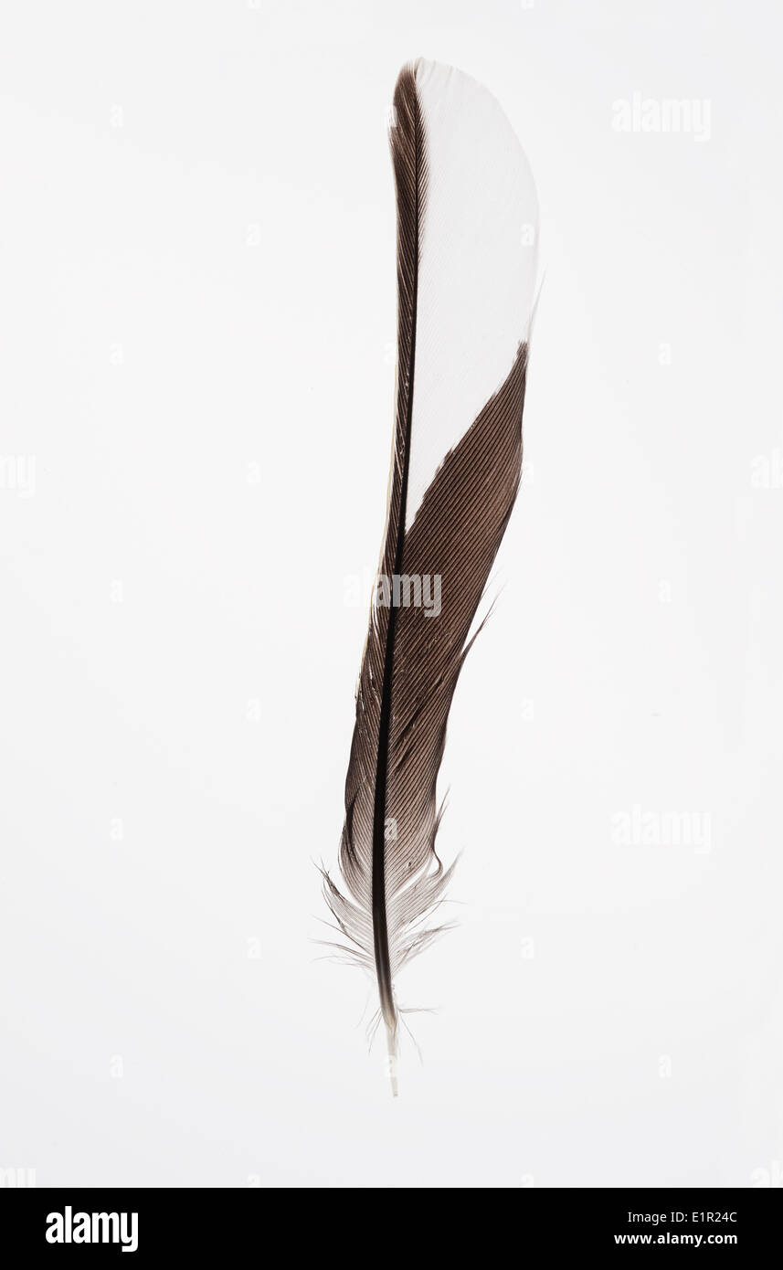 Feather hi-res stock photography and images - Alamy