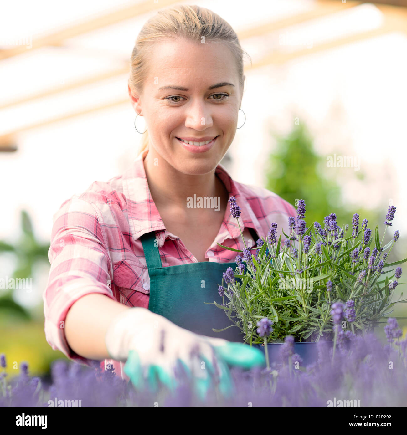 Garden center woman worker with lavender potted flowers flowerbed greenhouse Stock Photo - Alamy