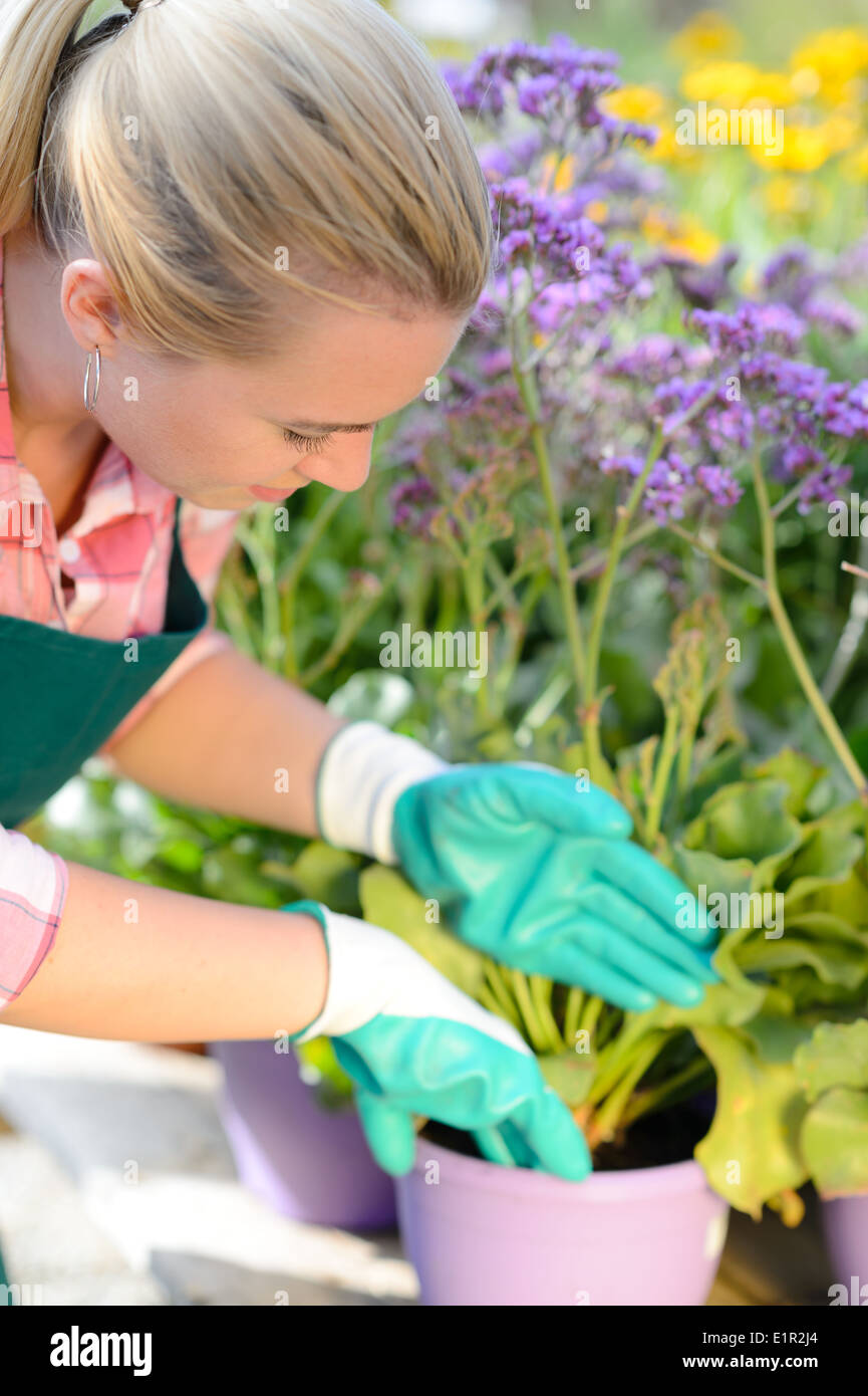 Garden center woman worker planting purple potted flowers Stock Photo ...