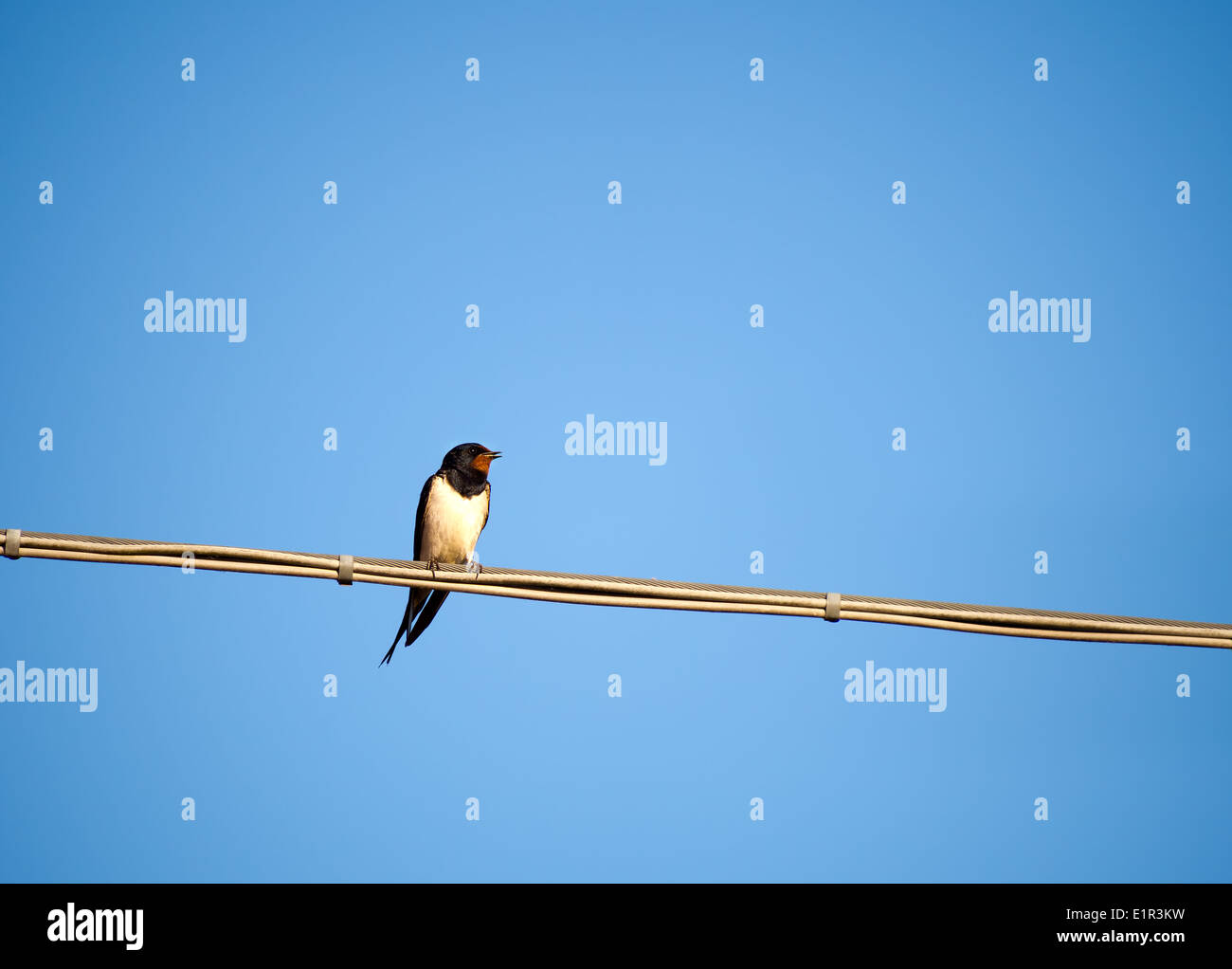 Singing barn swallow hi-res stock photography and images - Alamy