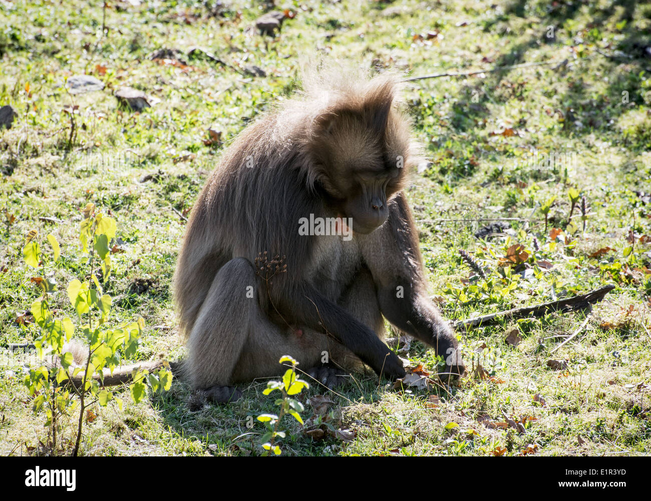 Baboon skin hi-res stock photography and images - Alamy