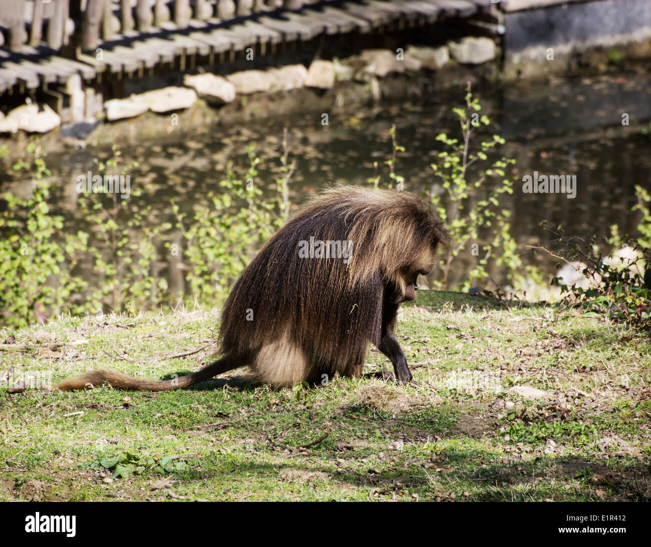Gelada skin hi-res stock photography and images - Alamy