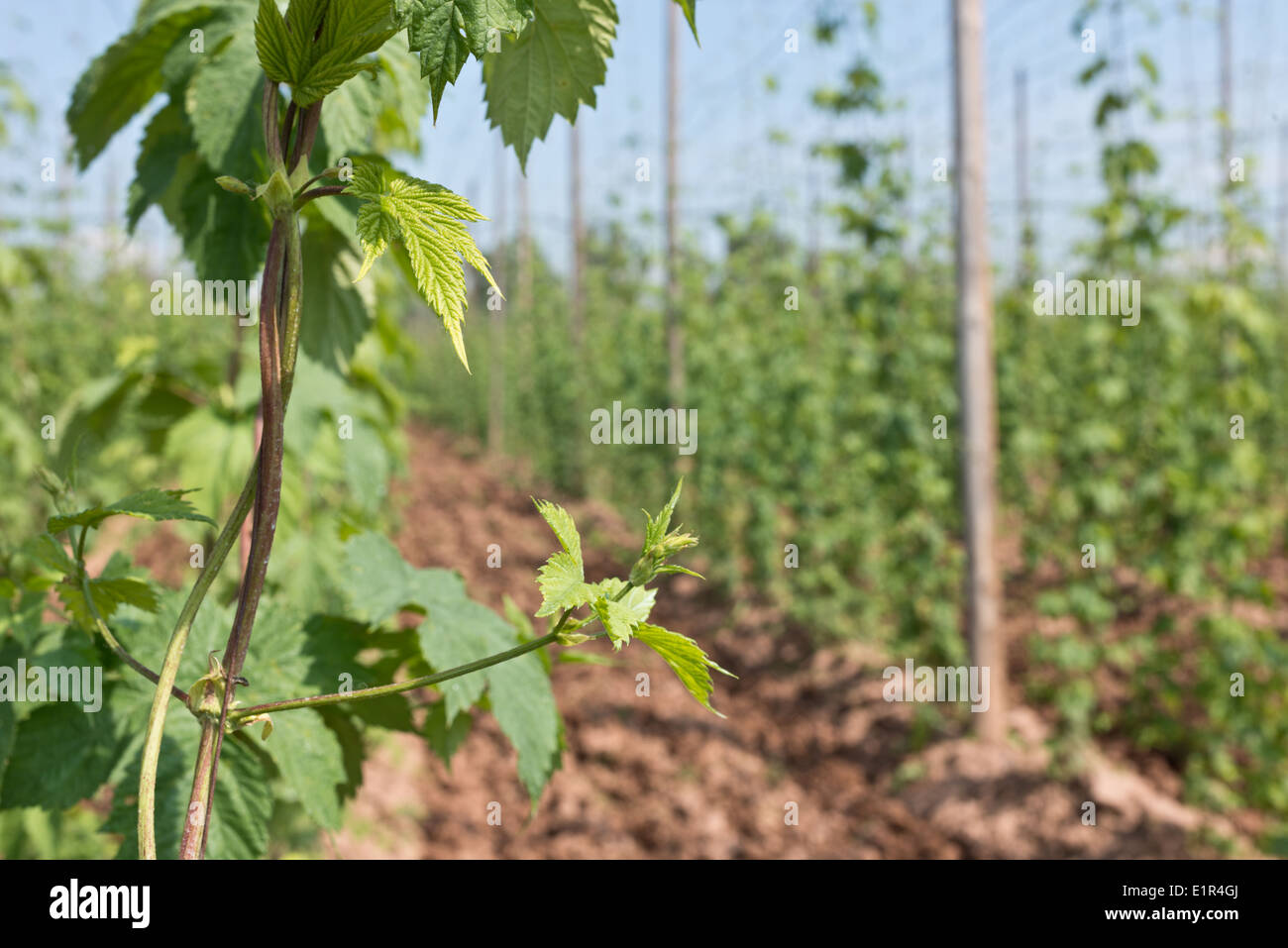 Real hop hi-res stock photography and images - Alamy