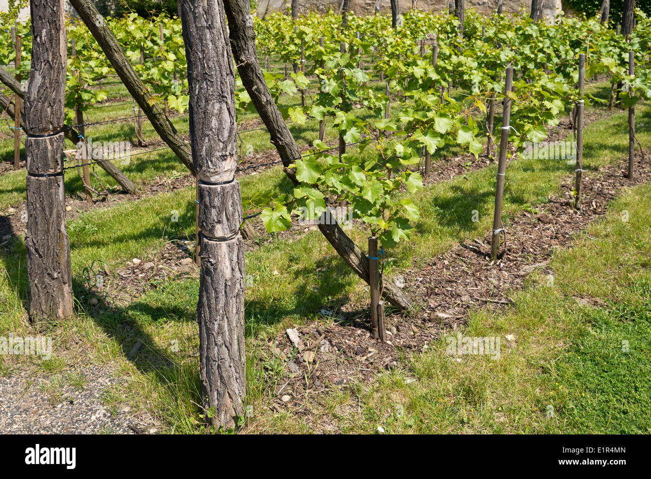 Vineyard in the spring hi-res stock photography and images - Alamy