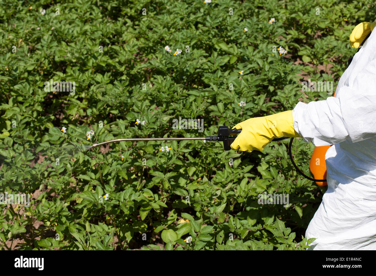 vegetables spraying with pesticides in a garden Stock Photo - Alamy