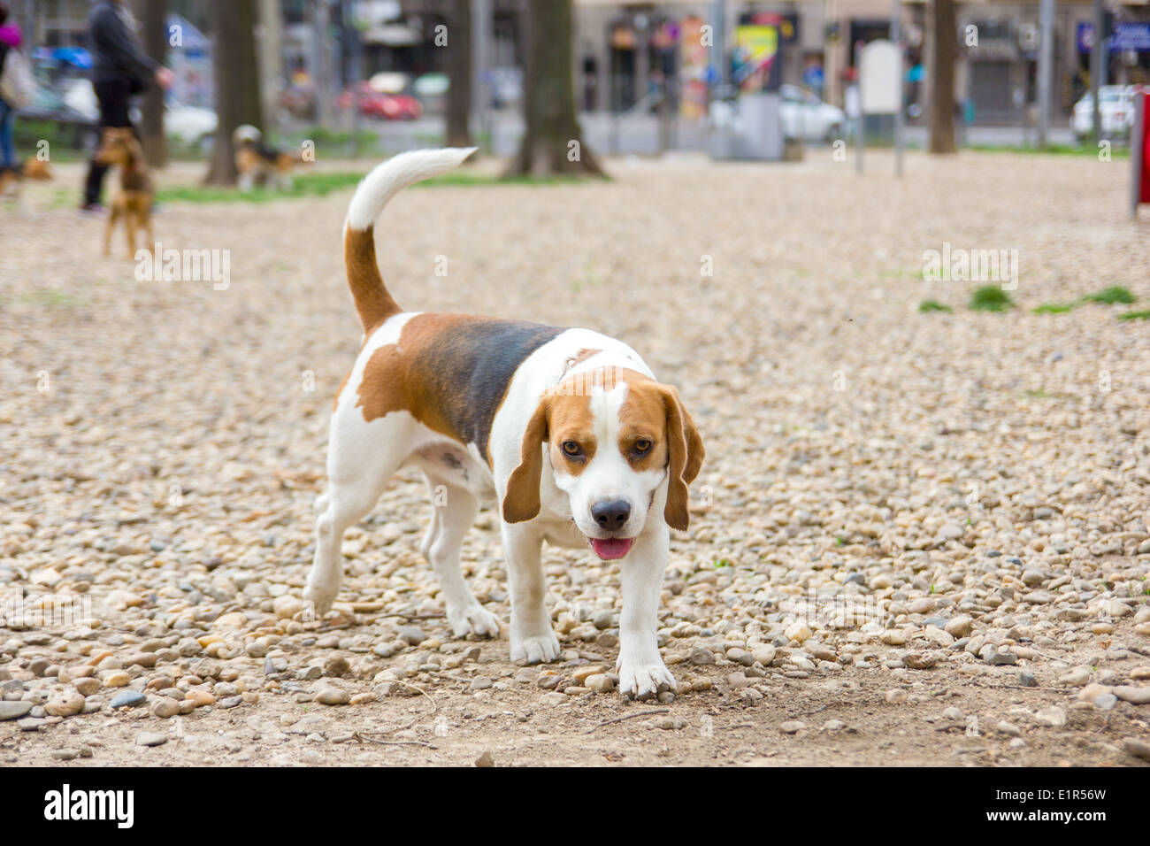 beagle dog in park with expression like smiling Stock Photo - Alamy