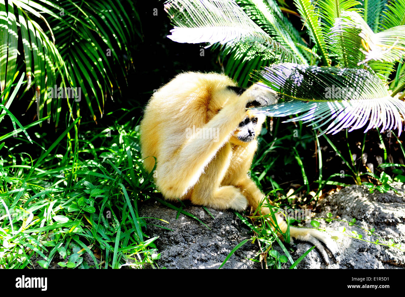Golden cheek gibbon, also known as yellow-cheeked gibbon (Nomascus ...