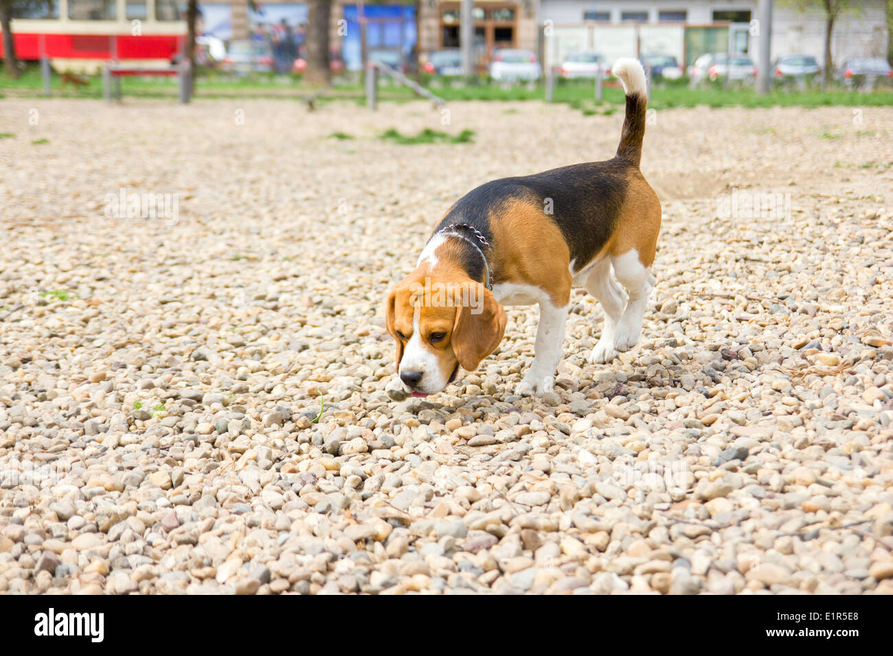 beagle sniffing outside Stock Photo - Alamy