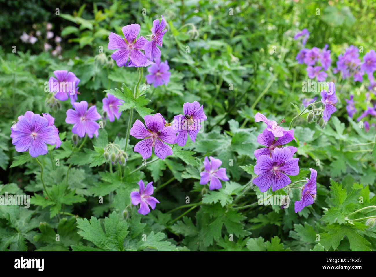 Patch of purple geraniums being explored by a honey bee Stock Photo - Alamy