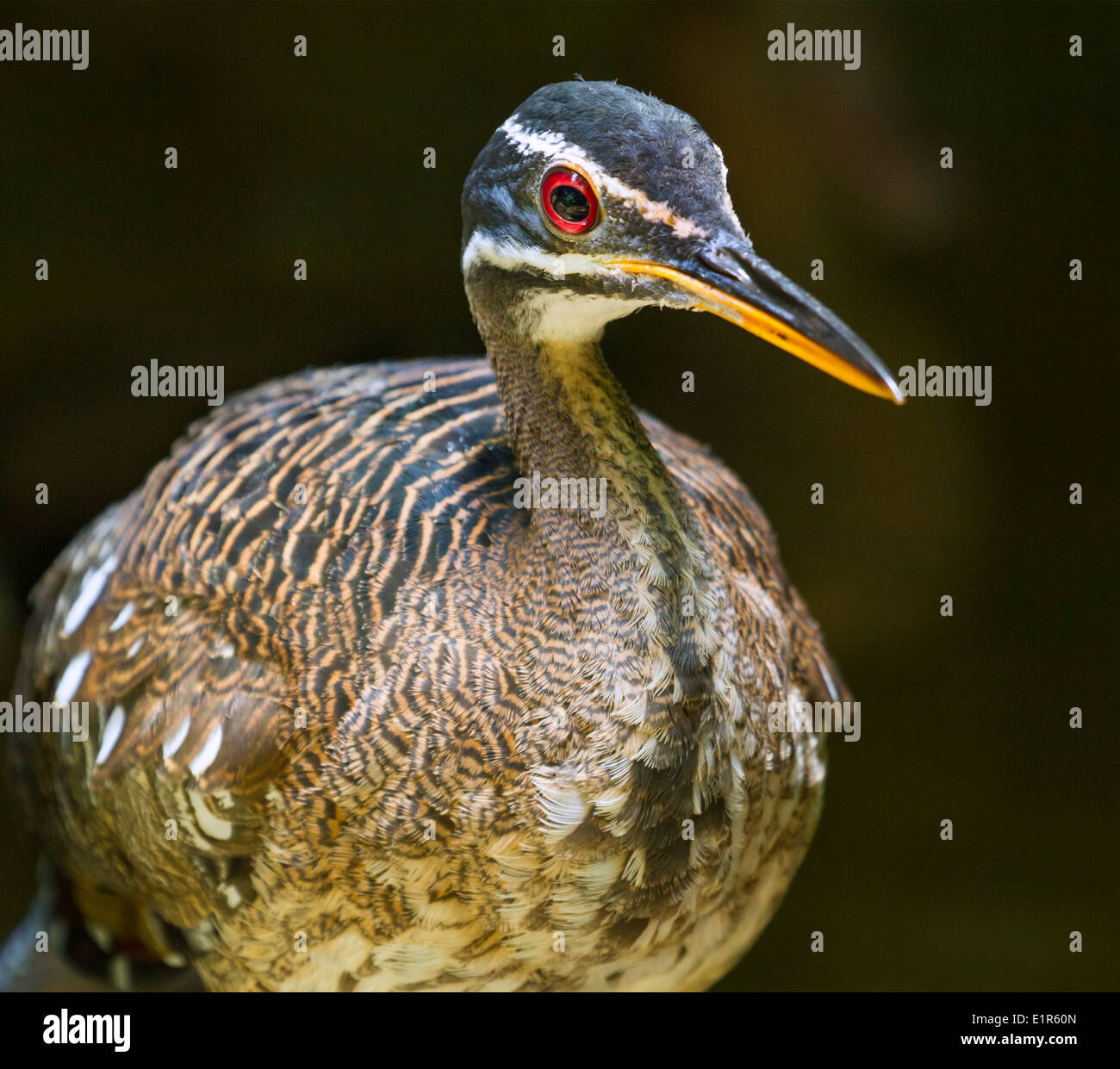 Tropical sunbittern hi-res stock photography and images - Alamy