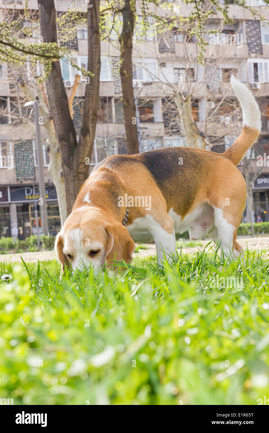 cute old dog beagle sniffing in the park with green grass around him ...