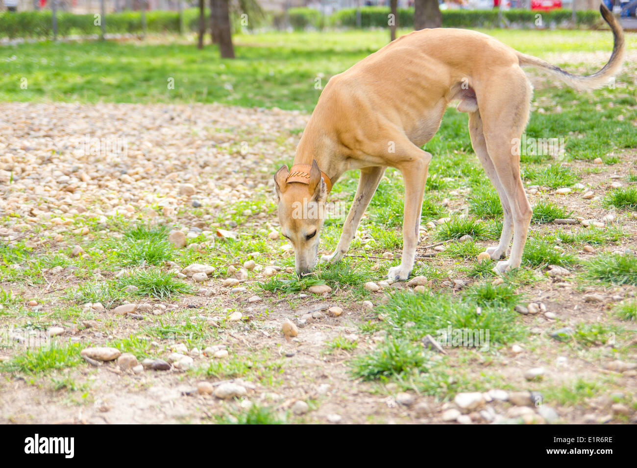 greyhound dog in park sniffing and playing Stock Photo - Alamy