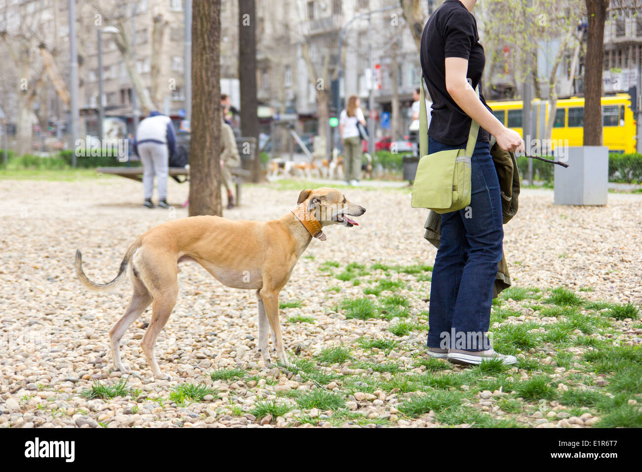 Dog breed italian greyhound in hi-res stock photography and images - Alamy