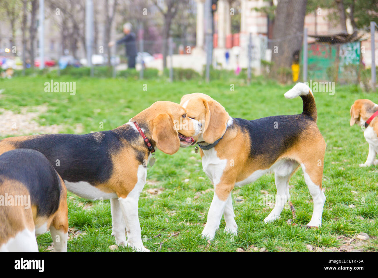 Beagle dogs hi-res stock photography and images - Alamy