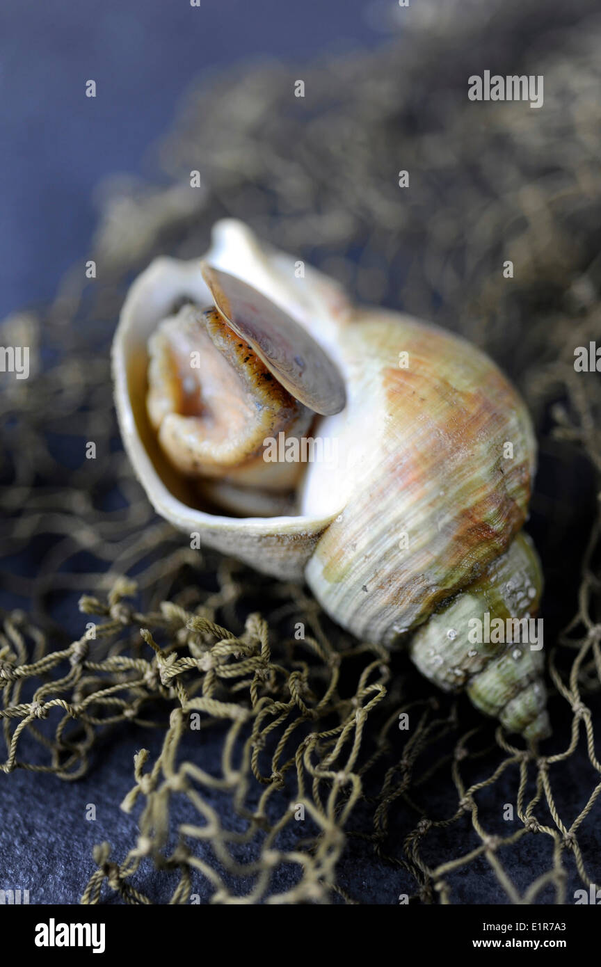 Whelk High Resolution Stock Photography and Images - Alamy