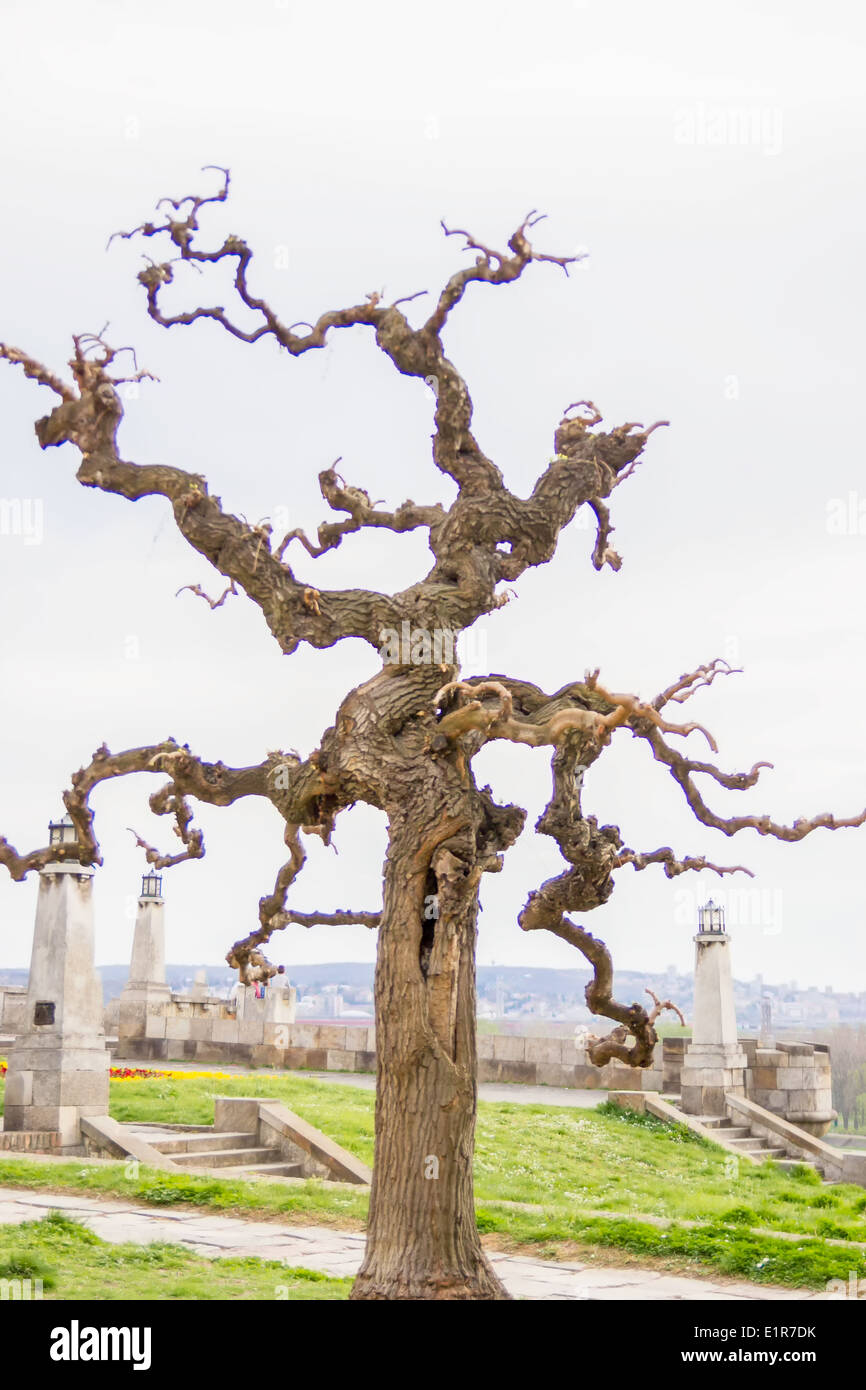 Old crooked tree in forest hi-res stock photography and images - Alamy
