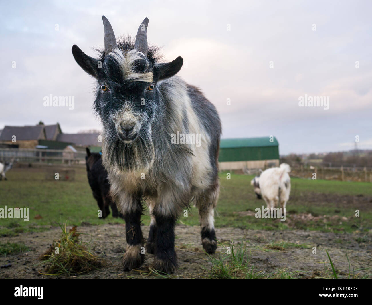 Friendly species hi-res stock photography and images - Alamy