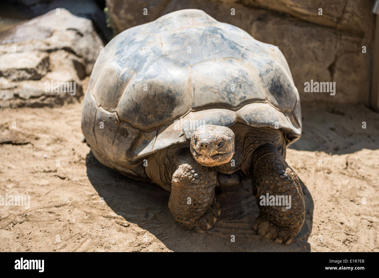Galapagos Giant Tortoise Stock Photo - Alamy
