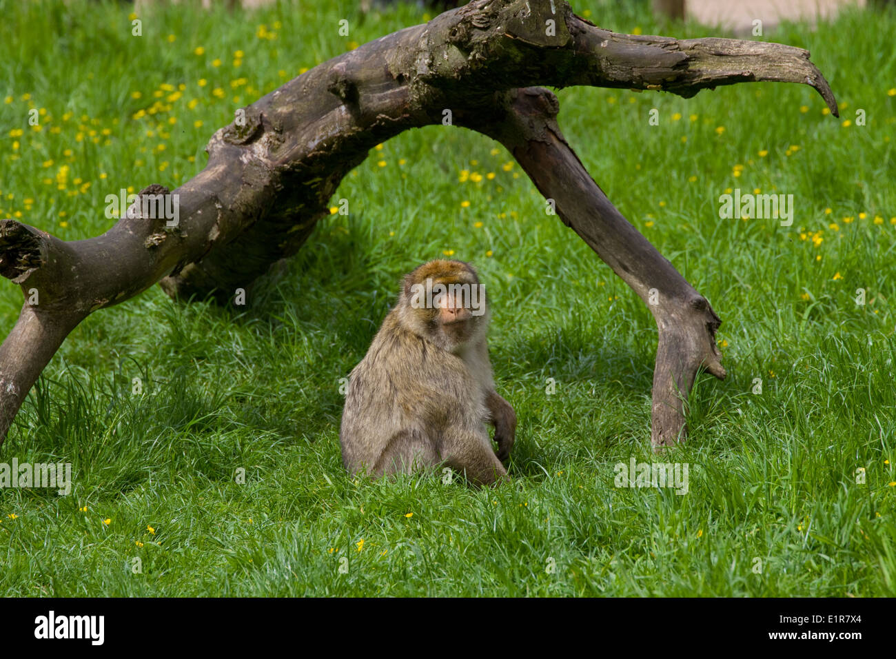 Barbary Macaque Macaca sylvanus. Captive, UK Stock Photo - Alamy