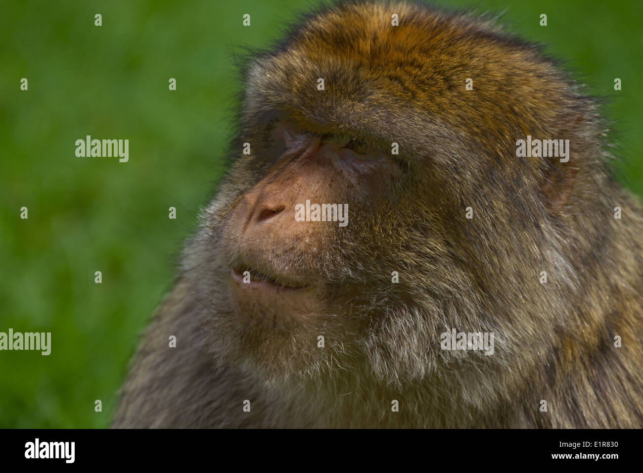 Barbary Macaque Macaca sylvanus. Captive, UK Stock Photo - Alamy