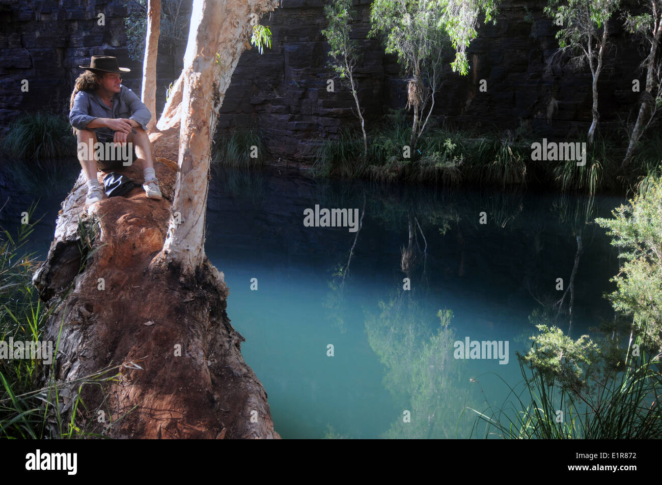 Man resting on paperbark (Melaleuca sp.) tree overhanging creek in ...