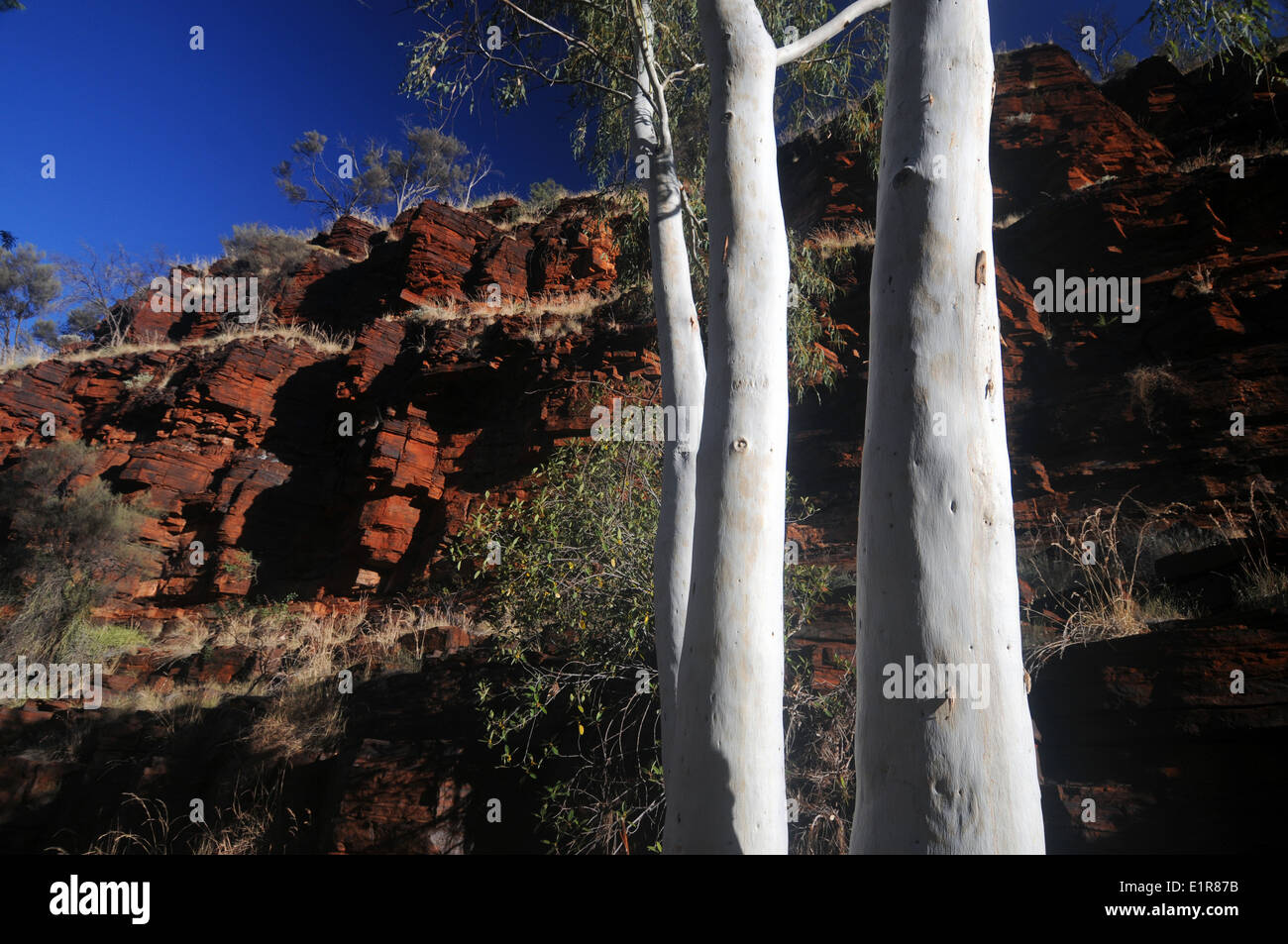 Eucalypt trees and red banded ironstone walls of Dales Gorge, Karijini ...