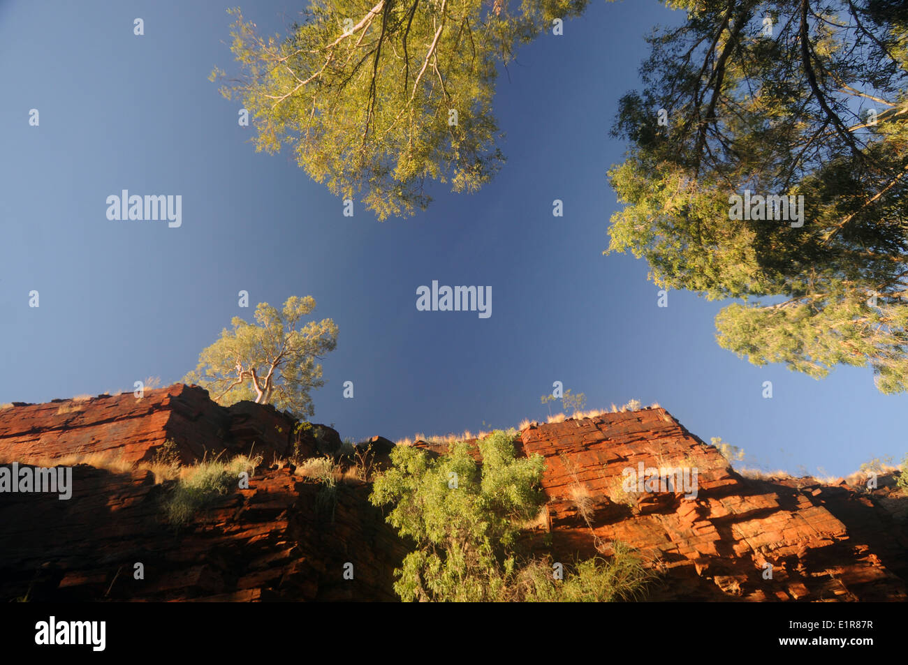 Looking up at the banded ironstone walls of Dales Gorge, Karijini ...
