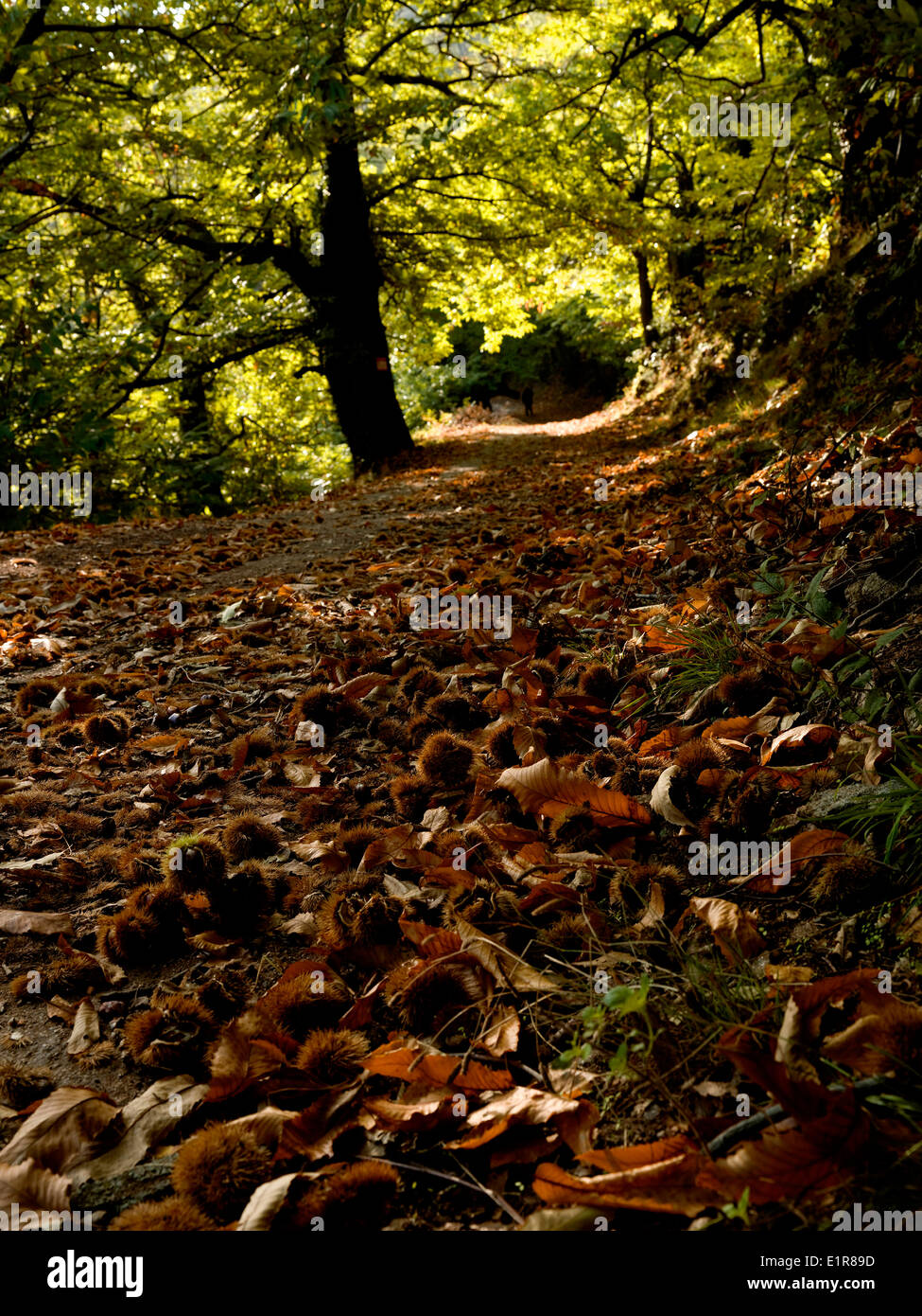 Chestnuts on the ground hi-res stock photography and images - Alamy