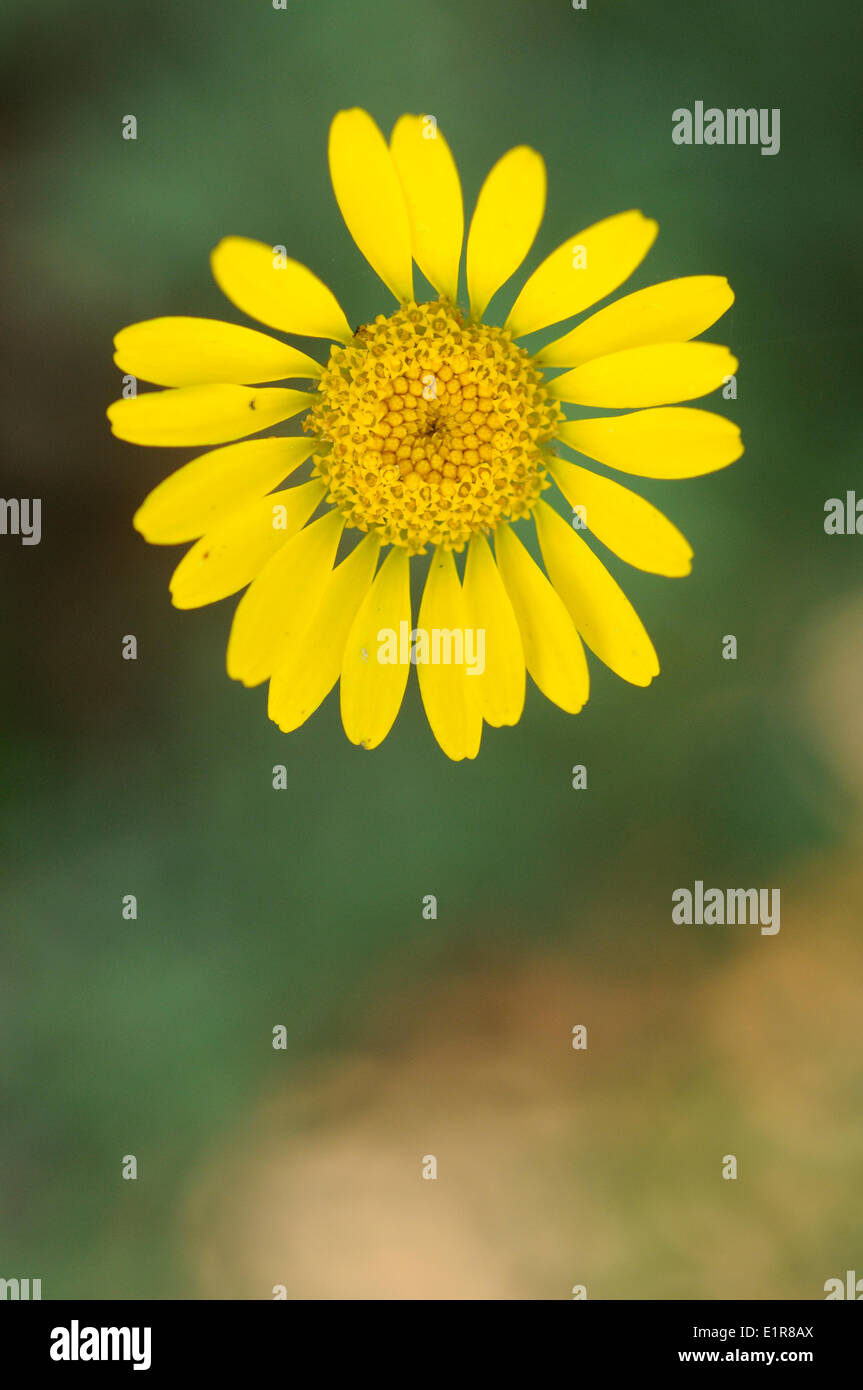 downside viewon a flower of Golden Marguerite Stock Photo - Alamy