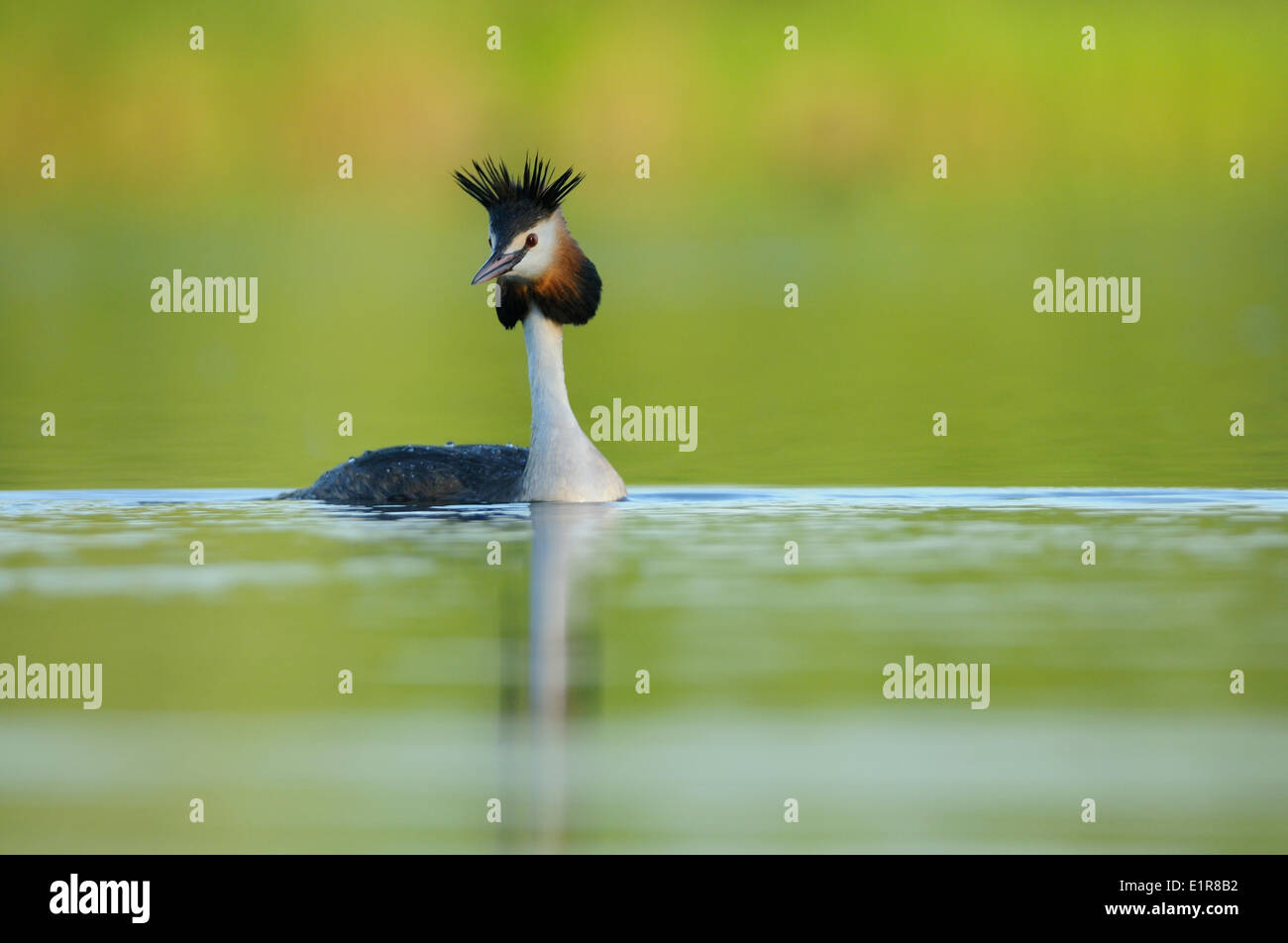 Great Crested Grebe Stock Photo - Alamy
