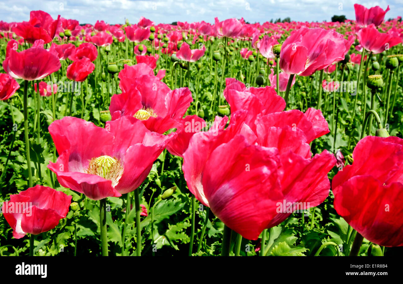 Papaver somniferum papaveraceae hi-res stock photography and images - Alamy
