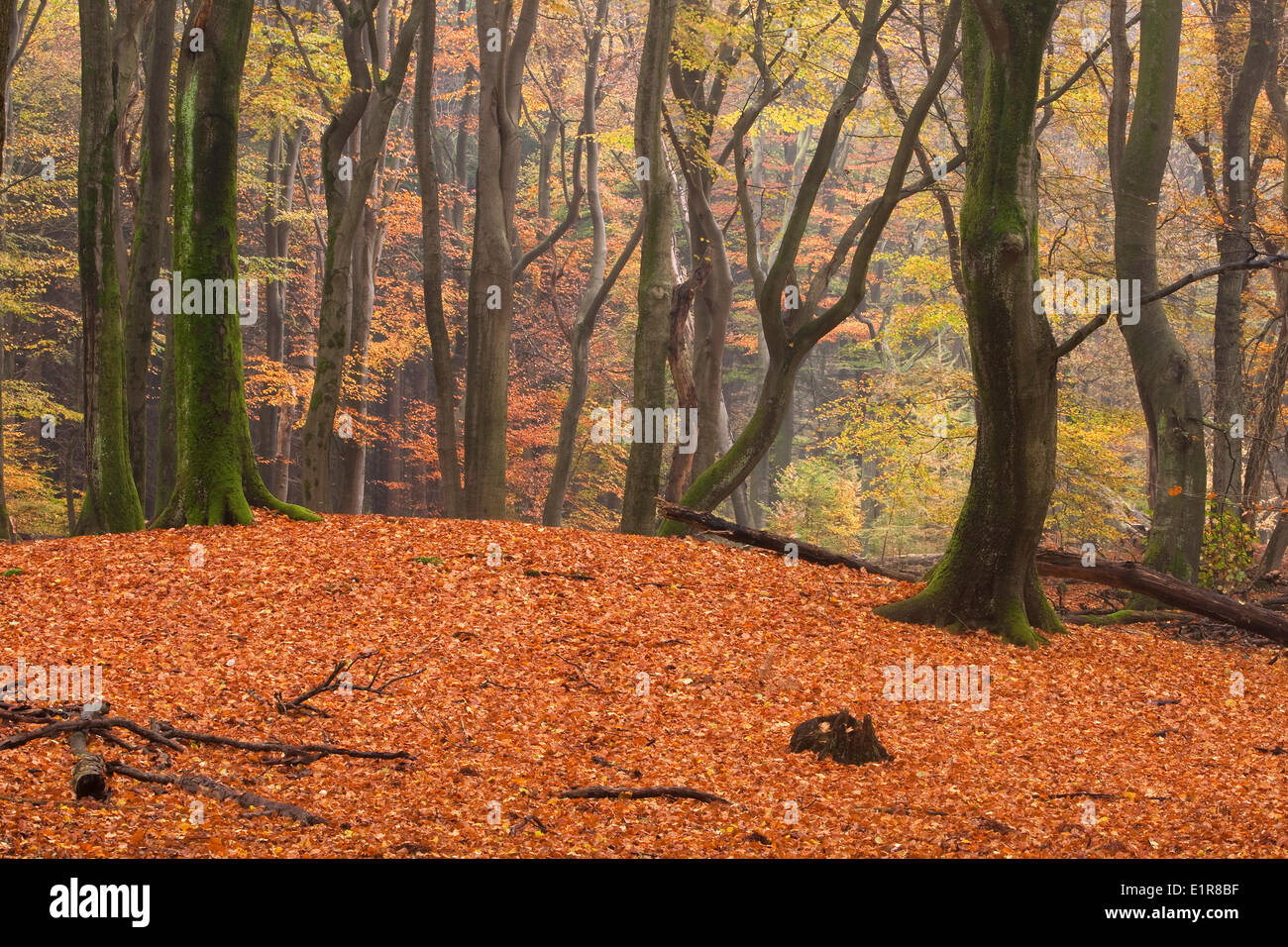 Bracken ferns in old and wet beech forest in autumn Stock Photo - Alamy