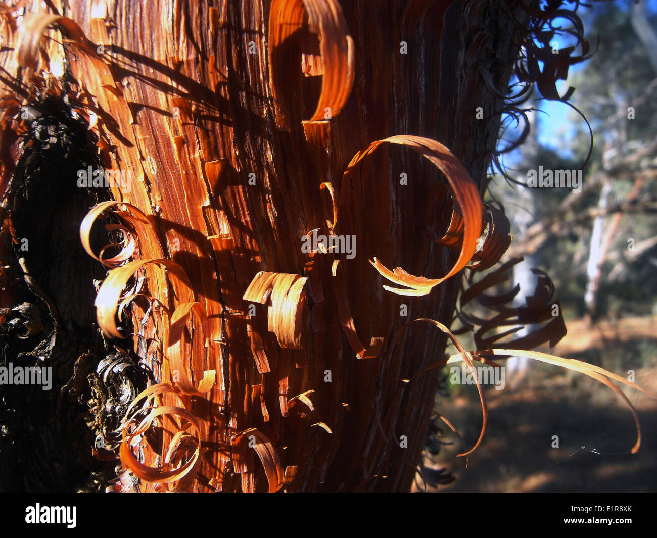 Characteristic red curly bark of the Pilbara Minni Ritchi tree (Acacia ...