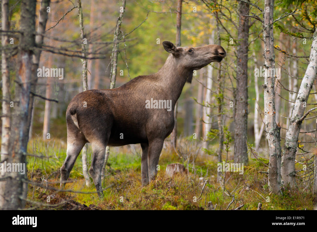 Moose tree hi-res stock photography and images - Alamy