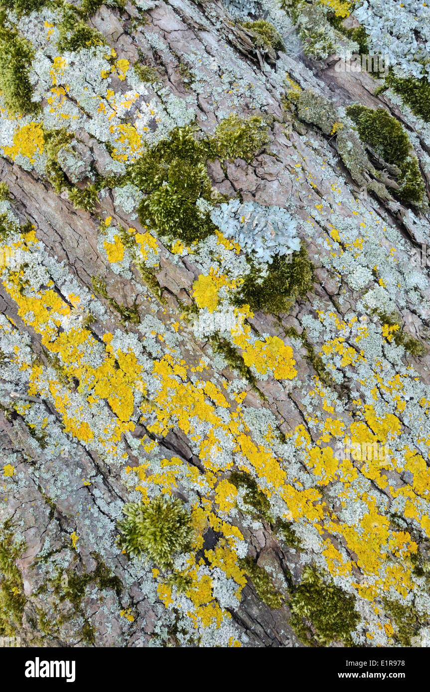 Grey trunk hi-res stock photography and images - Alamy