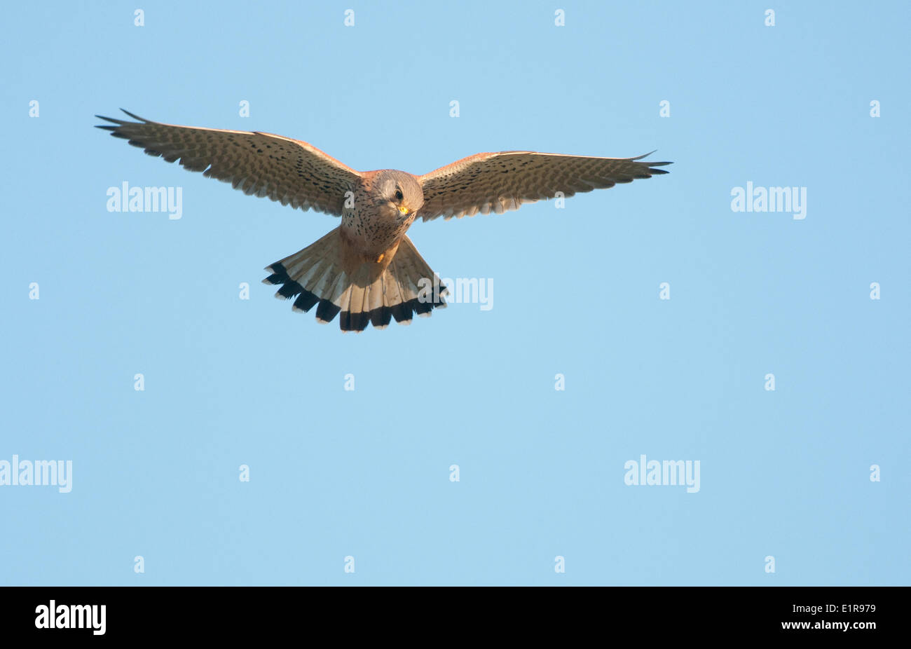 A Common Kestrel in flight Stock Photo - Alamy