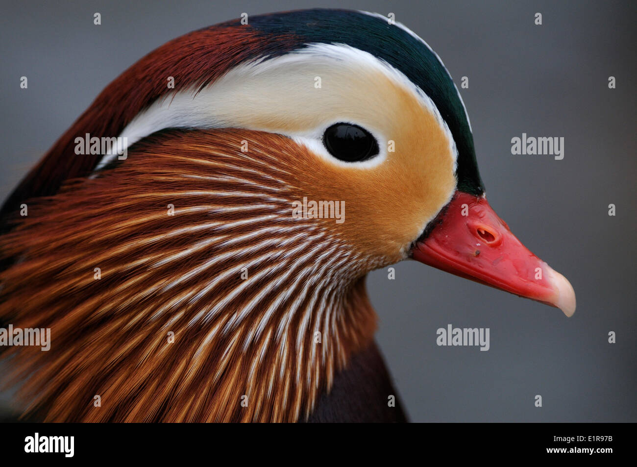 Head of a mandarin duck hi-res stock photography and images - Alamy