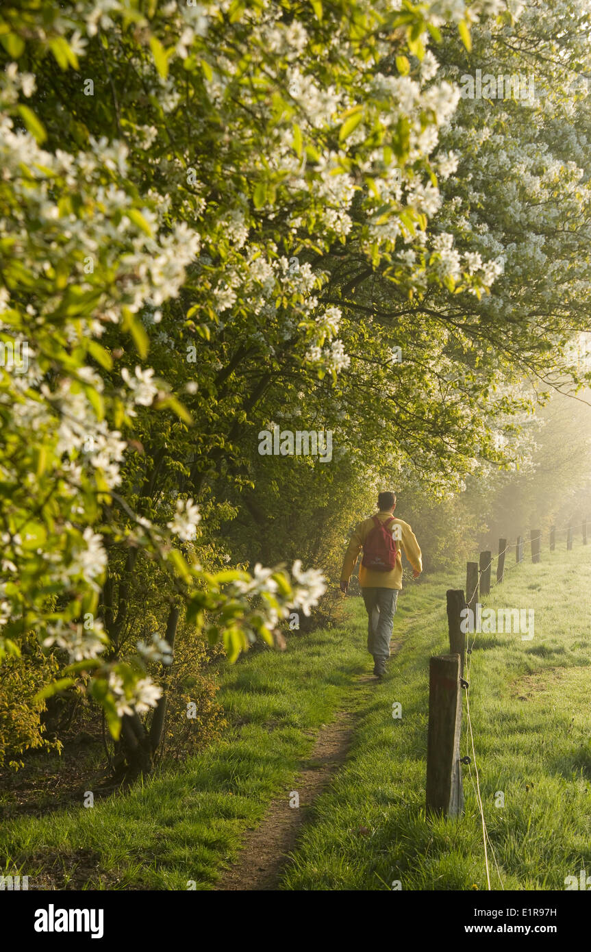 Hiker on a path along Snowy mespilus trees Stock Photo - Alamy