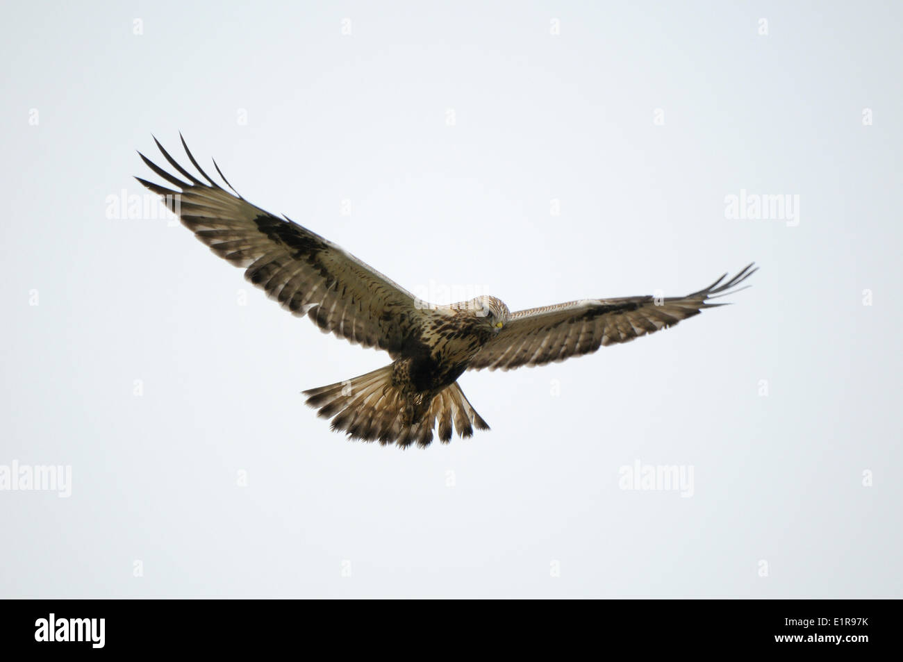 Buzzard in flight hi-res stock photography and images - Alamy