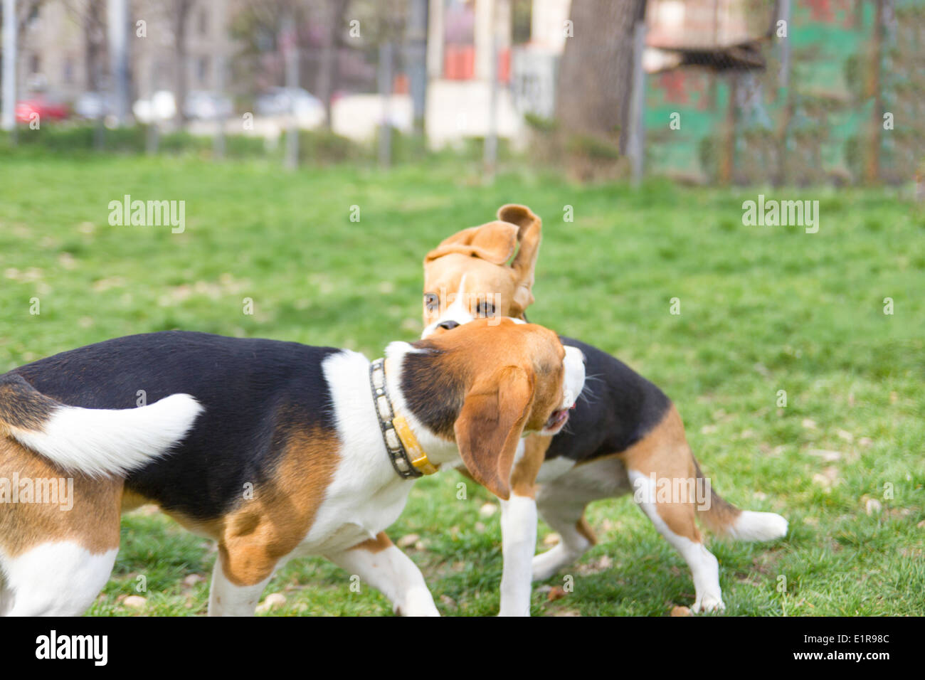 Beagle puppy summer hi-res stock photography and images - Alamy