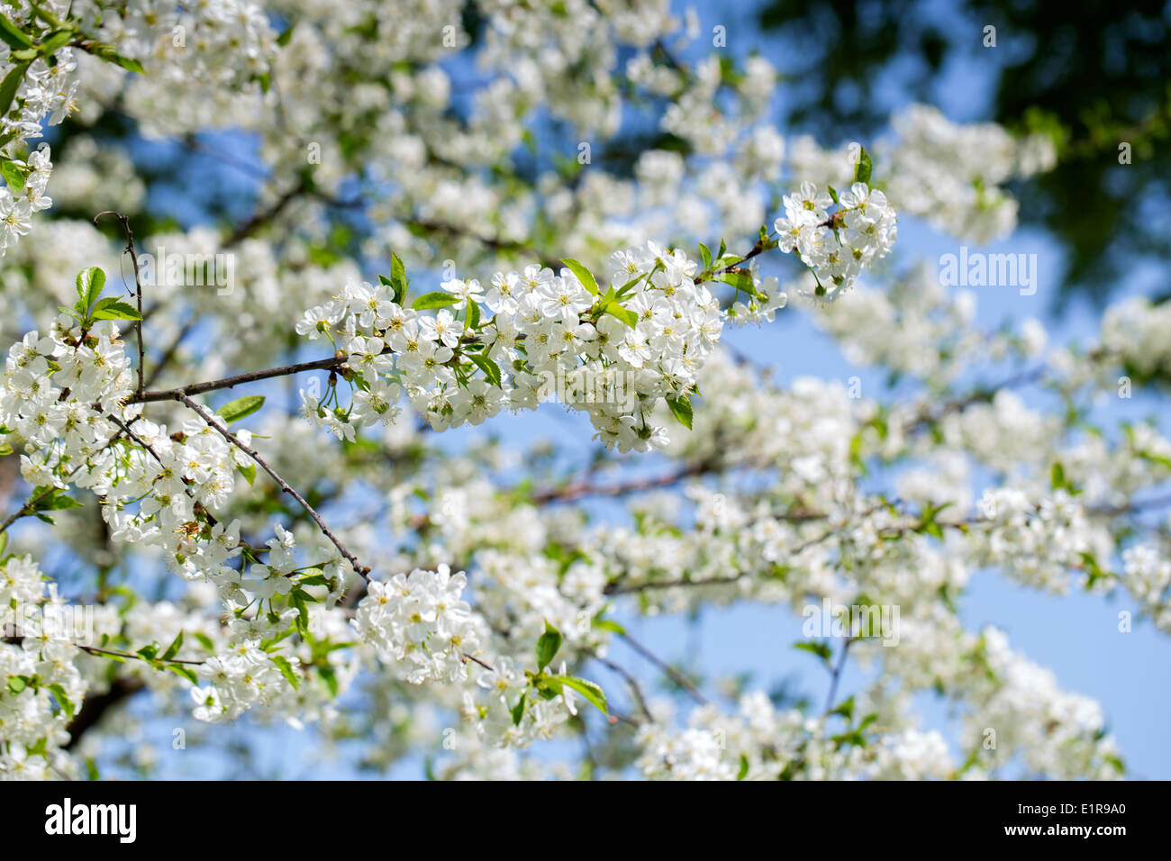 Blye background hi-res stock photography and images - Alamy